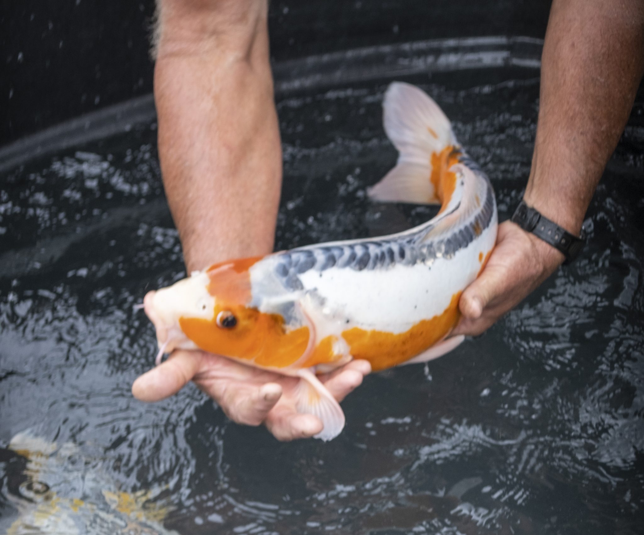 Home - The Elusive Ki Shusui